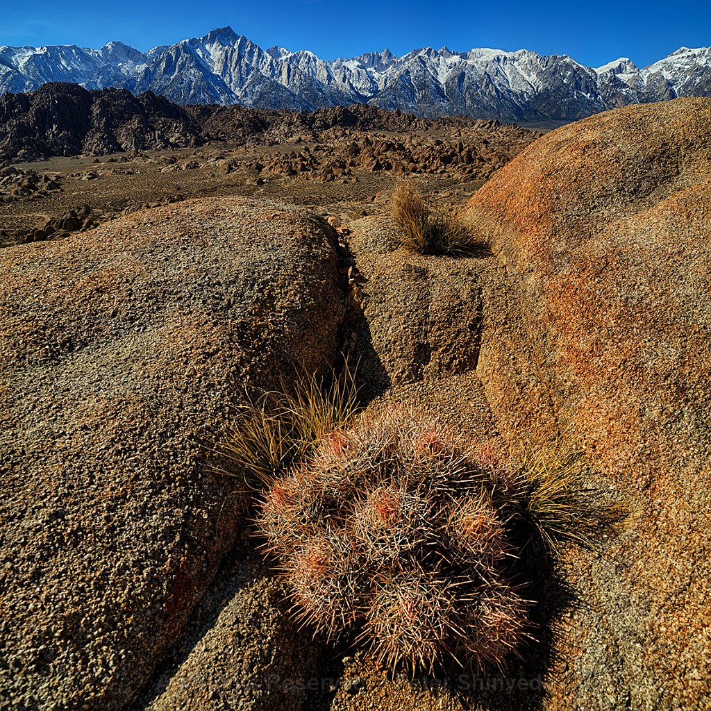 California - Death Valley, Joshua Tree and others, Feb 2016