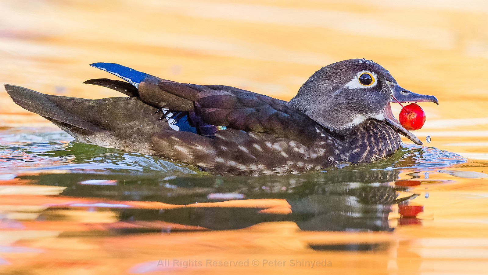 Wood Ducks, Fall 2022